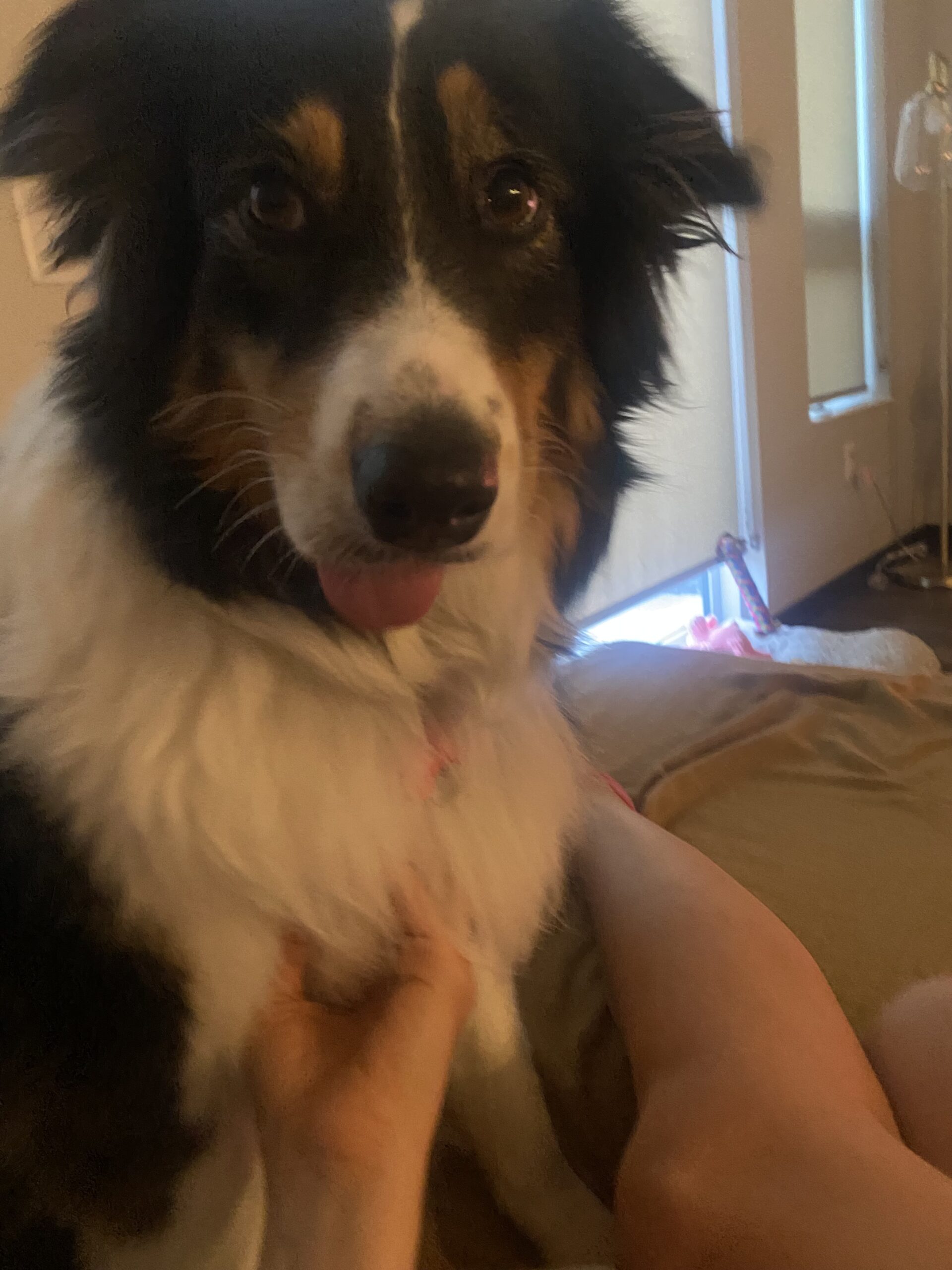 6 Cost-Effective Mental Stimulation Tips for Dogs! - Lola & Me